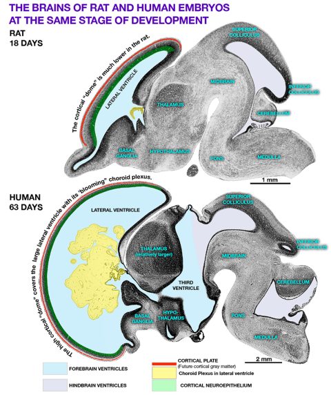 Human-Rat Comparisons | Neuron Development