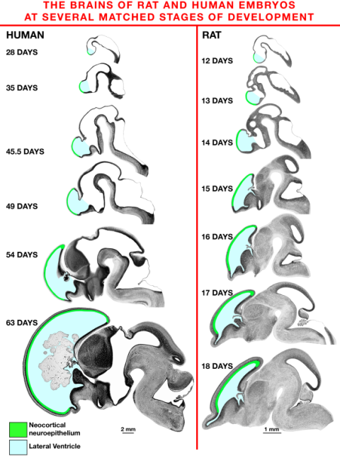Human-Rat Comparisons | Neuron Development